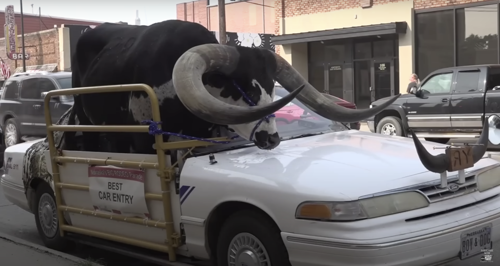 Holy Cow! That Panther can hold a bull! - Hagerty Media