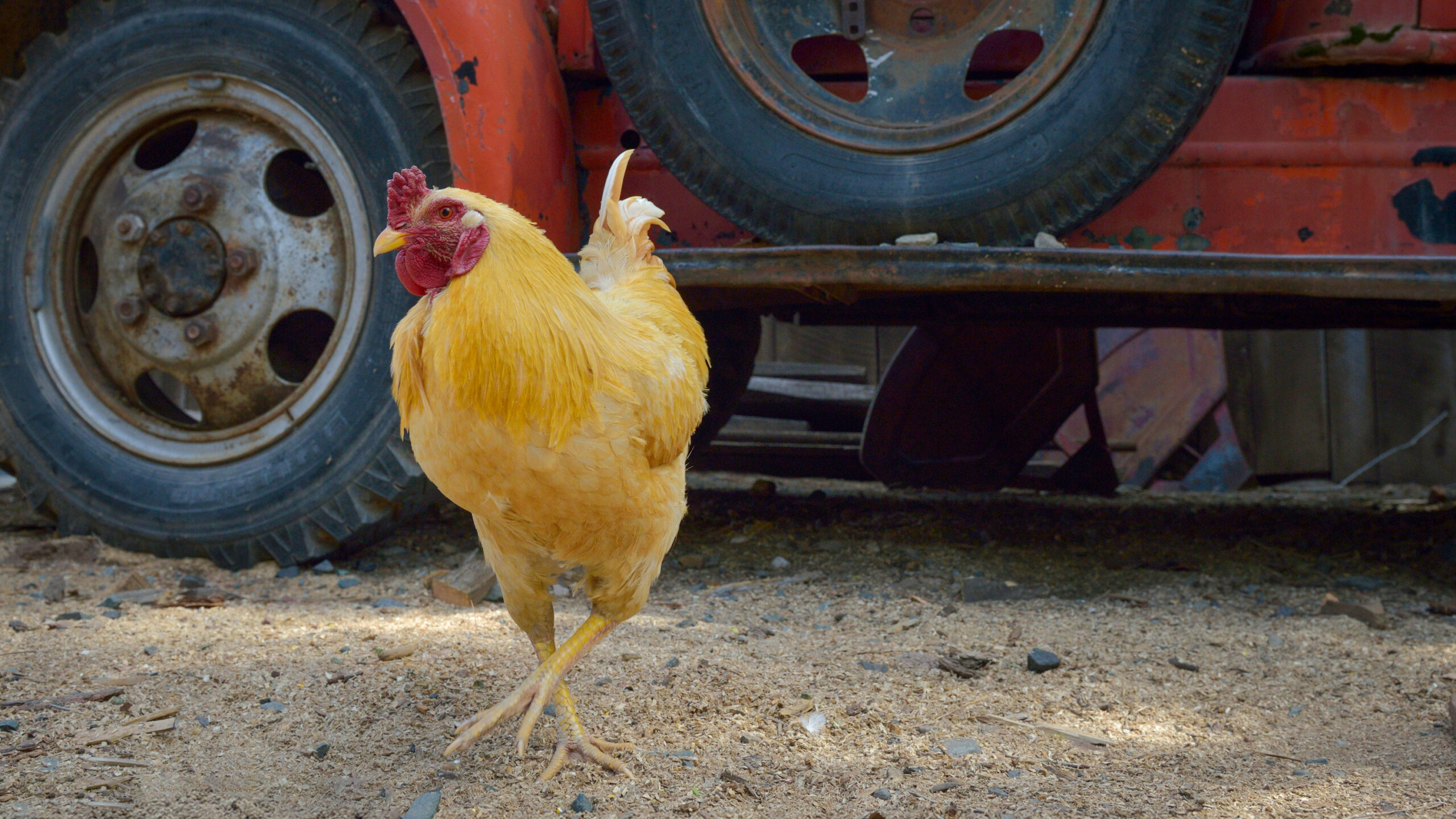 So, What Is the "Chicken Tax" Anyway? - Hagerty Media